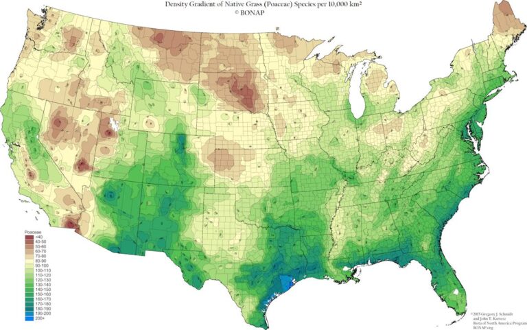 Timothy Grass Allergy Survival Toolkit: How to Navigate and Find Relief